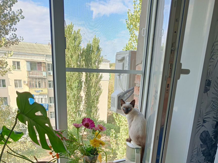 Котëнок Барсик