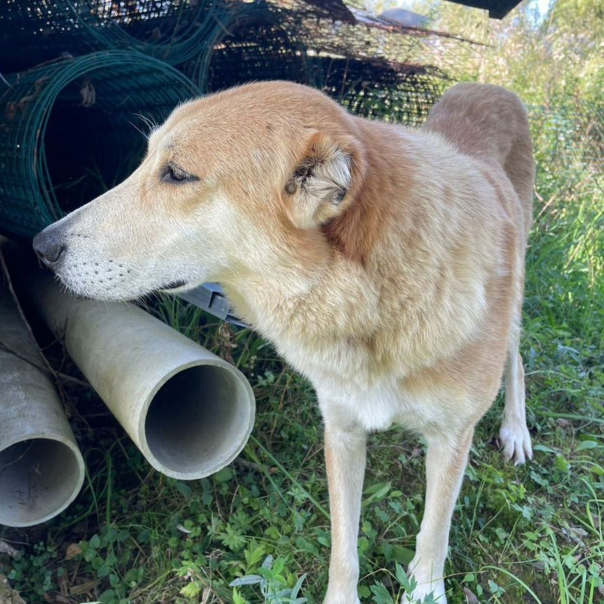 Добрейшая девочка ищет дом