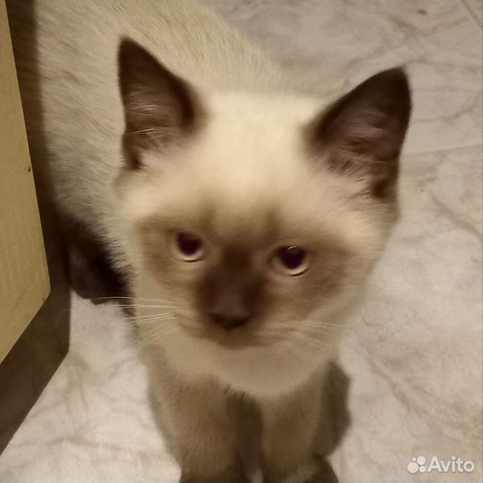 Малыш самый редкий окрас чистокровный