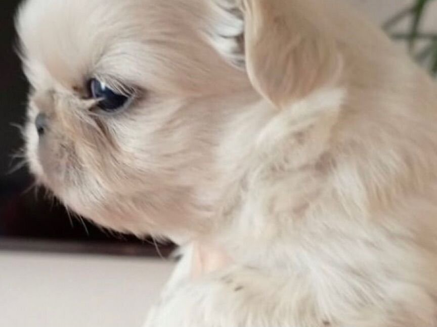 Раннее бронирование мальчиков пекинесиков