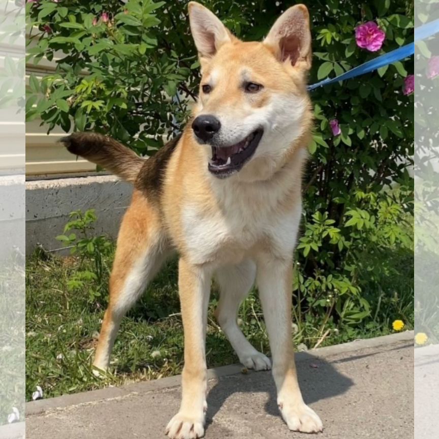 Взрослая собака в добрые руки