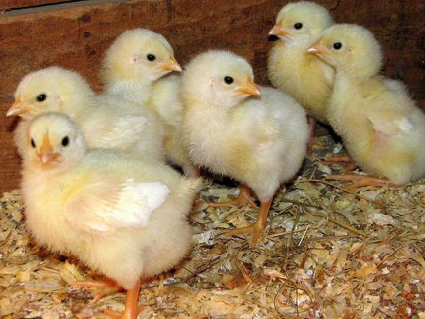 Цыплята бройлер кобб700