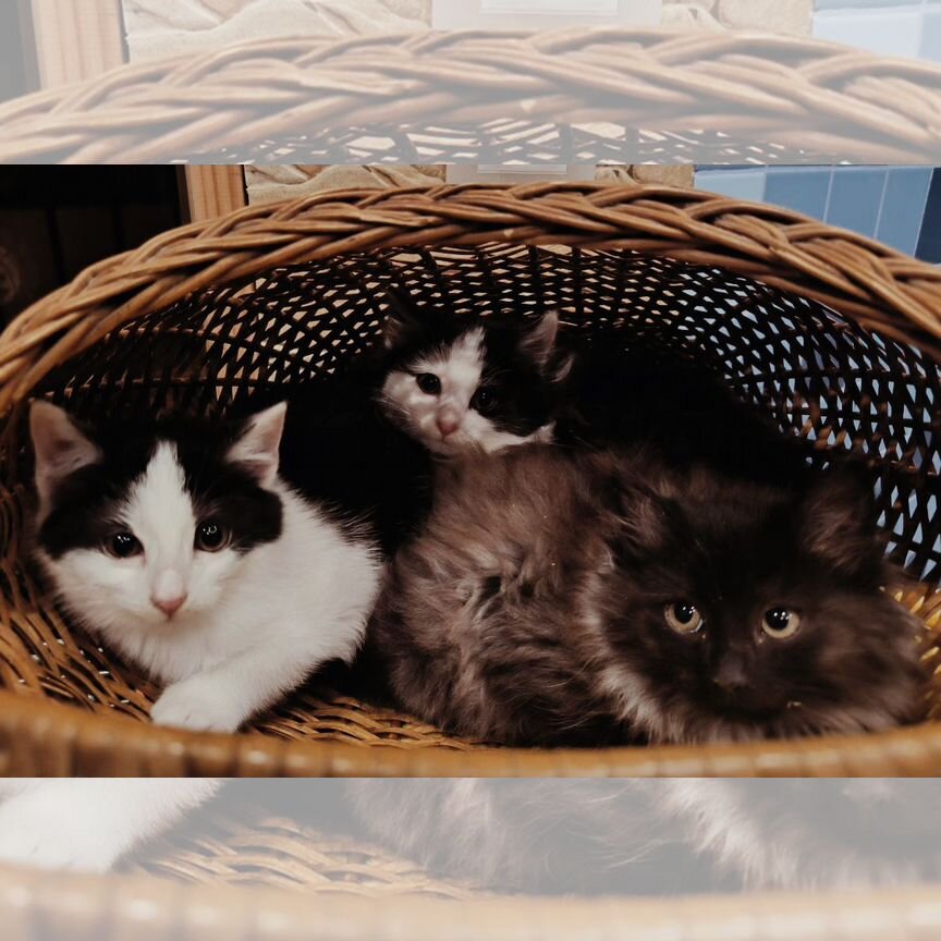 Котёнок в добрые руки