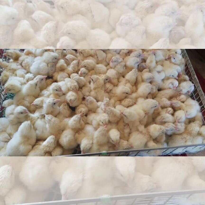 Цыплята бройлеры росс 308