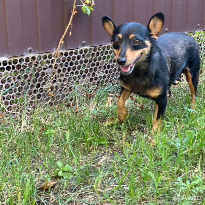 Цверг пинчер метис Молли ищет дом