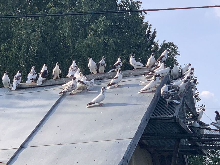 Голуби