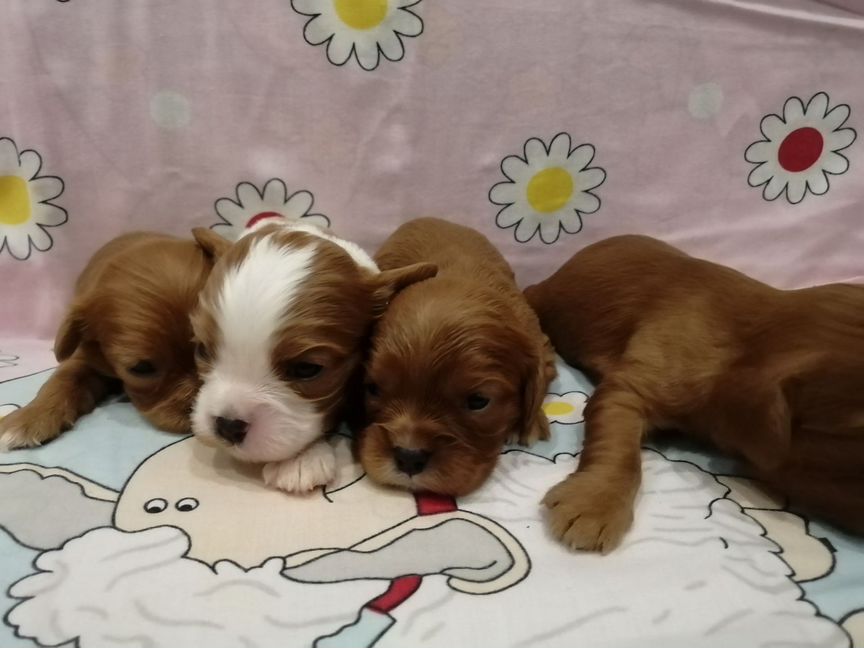 Мальчики Кавалер Кинг Чарльз спаниель