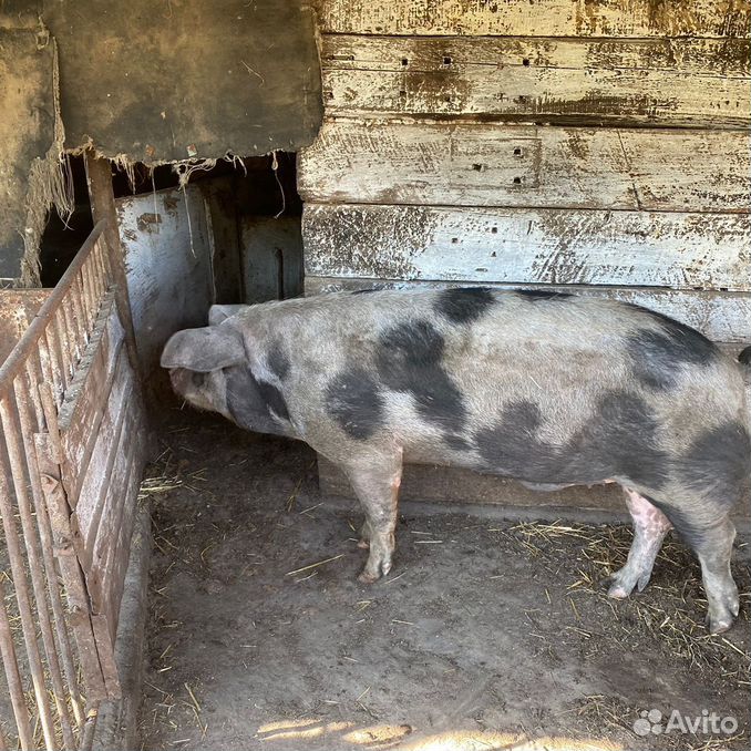Продаются свиньи на мясо