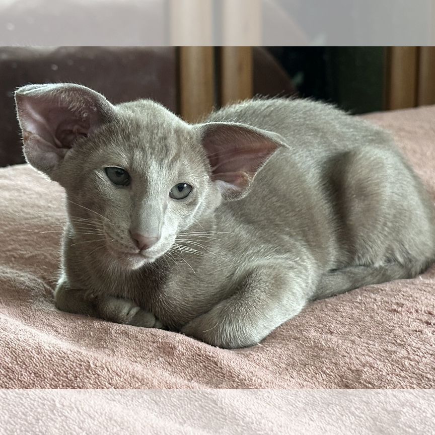 Ориентальные котята