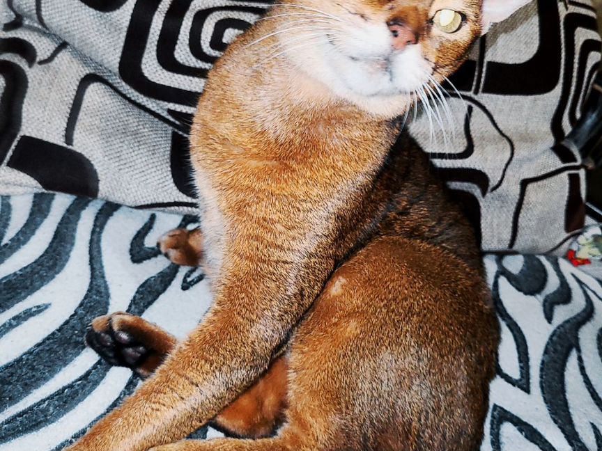 Абиссинская