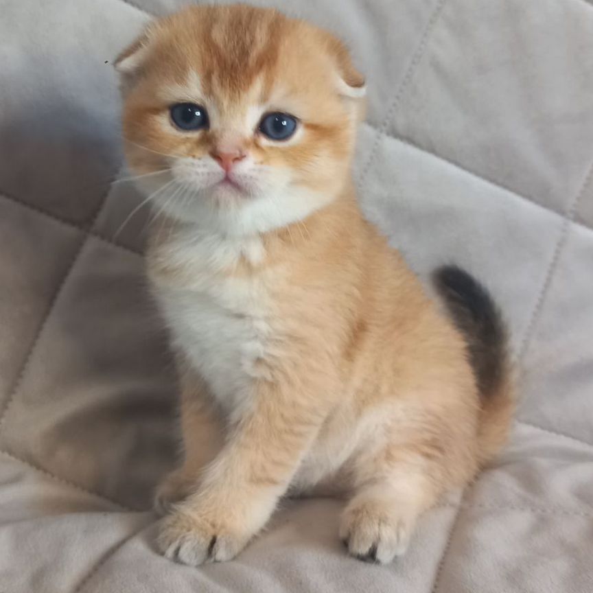 Шотландский вислоухий короткошёрстный котёнок