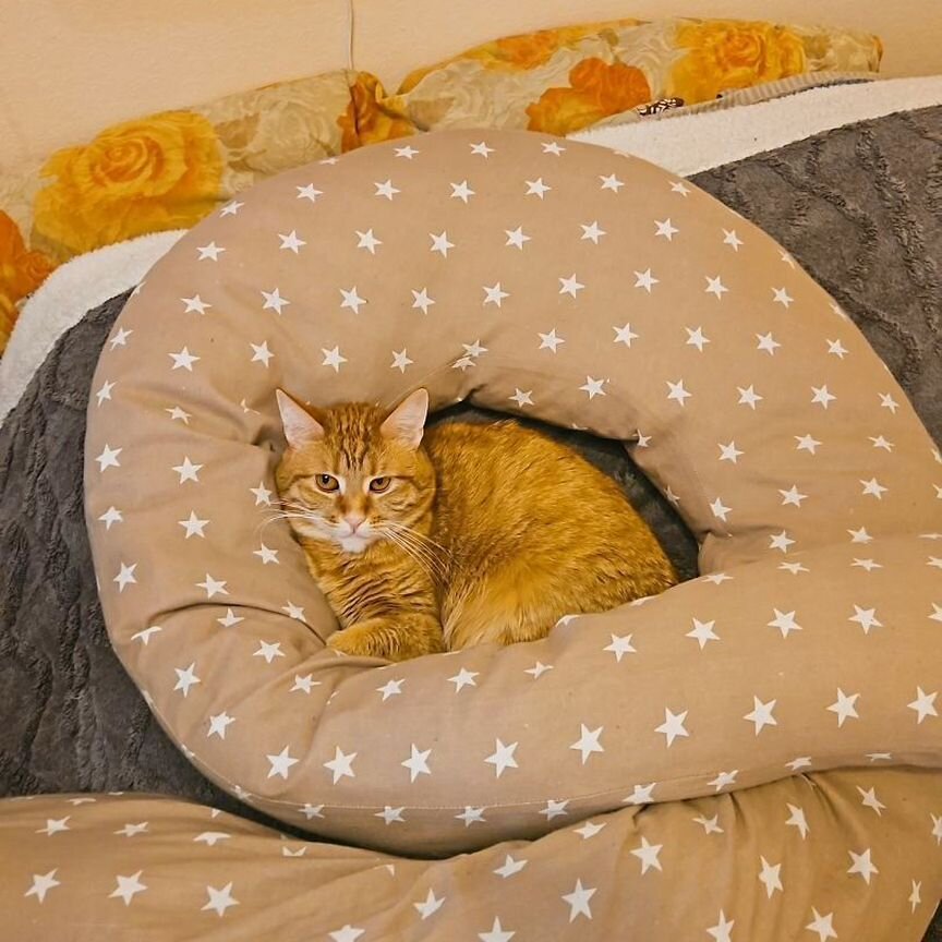 Отдам кошку в добрые руки