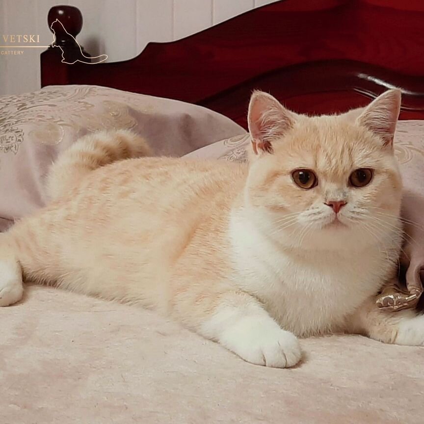 Британские котята