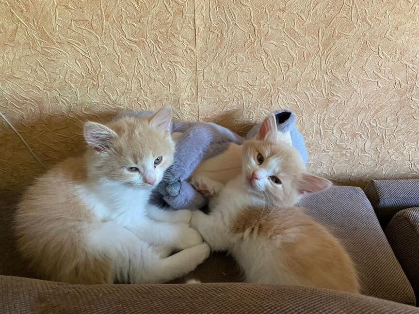Рыжие котята девочки