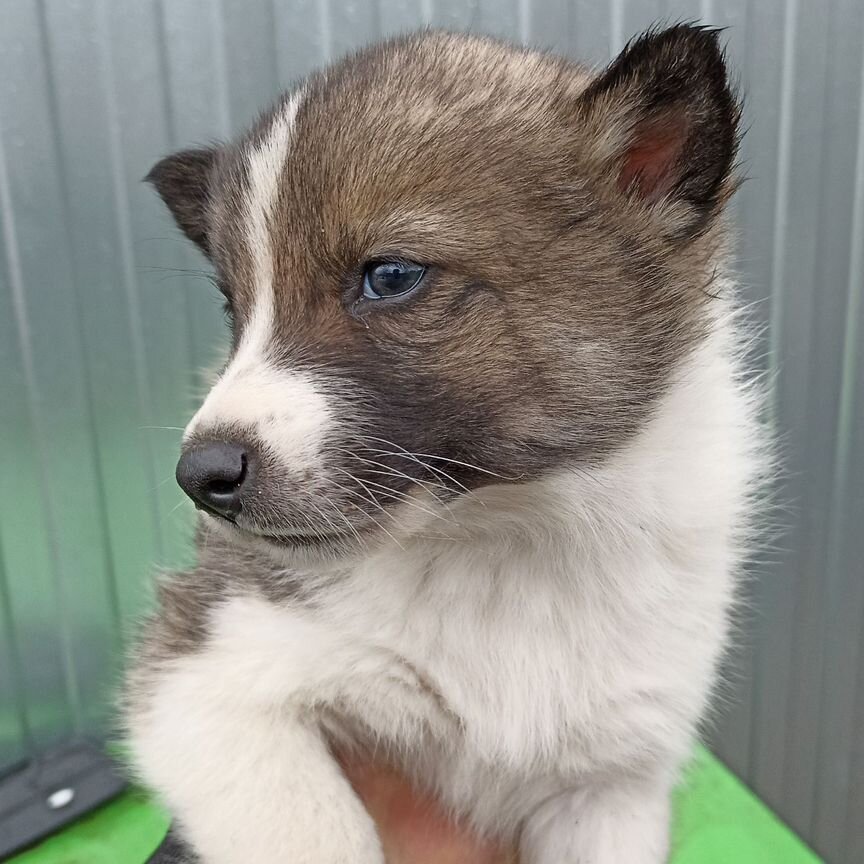 Щенки западно сибирской лайки