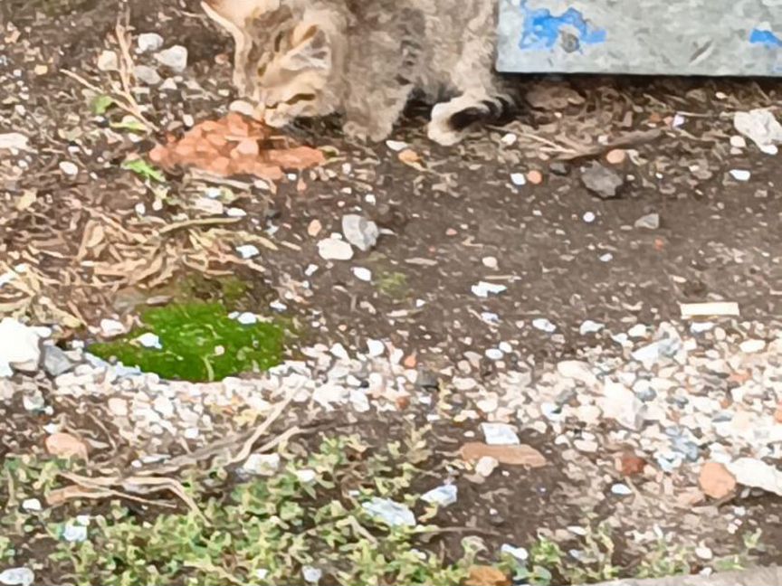 Котята отдам в добрые руки чëрный, серые