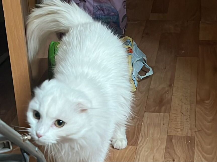 Белая пушистая кошечка в дар