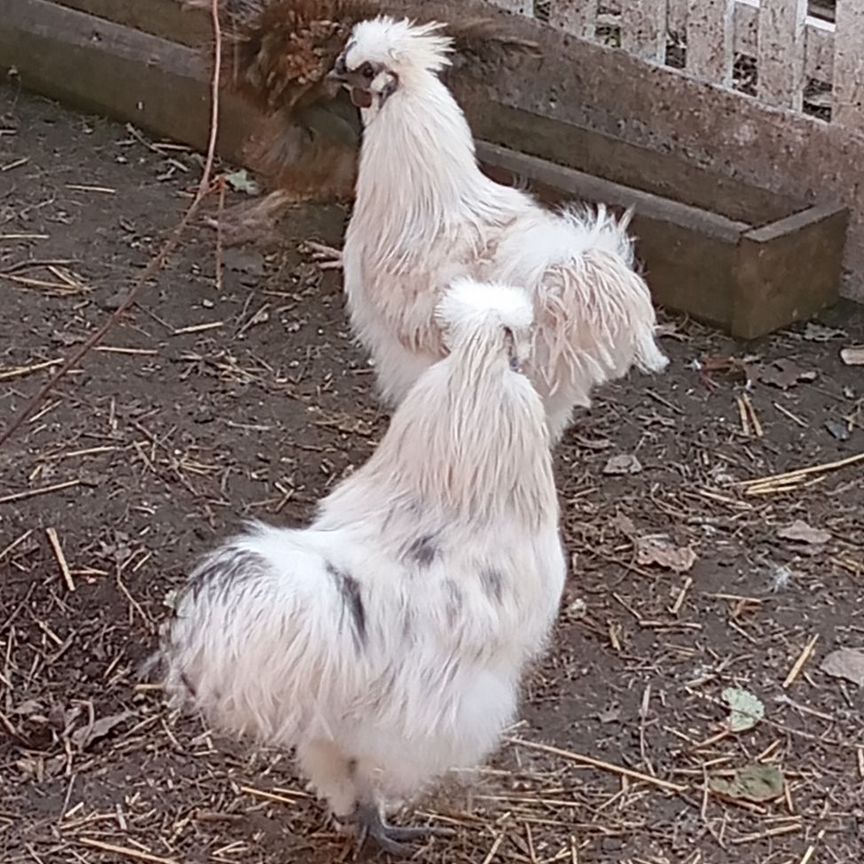 Петух китайский шелковый