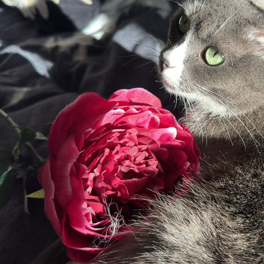 Взрослая, кошка в добрые руки