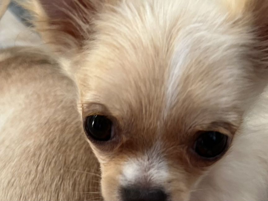 Чихуахуа Микро Мини