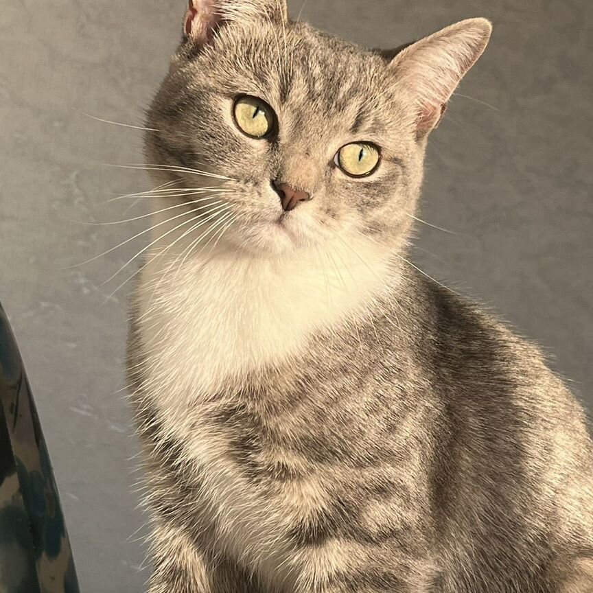 Ищу невесту