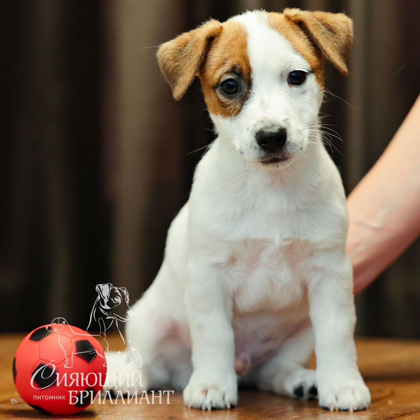 Джек-рассел-терьер, щенок