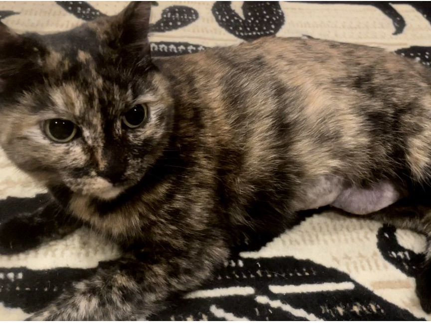 Кошка