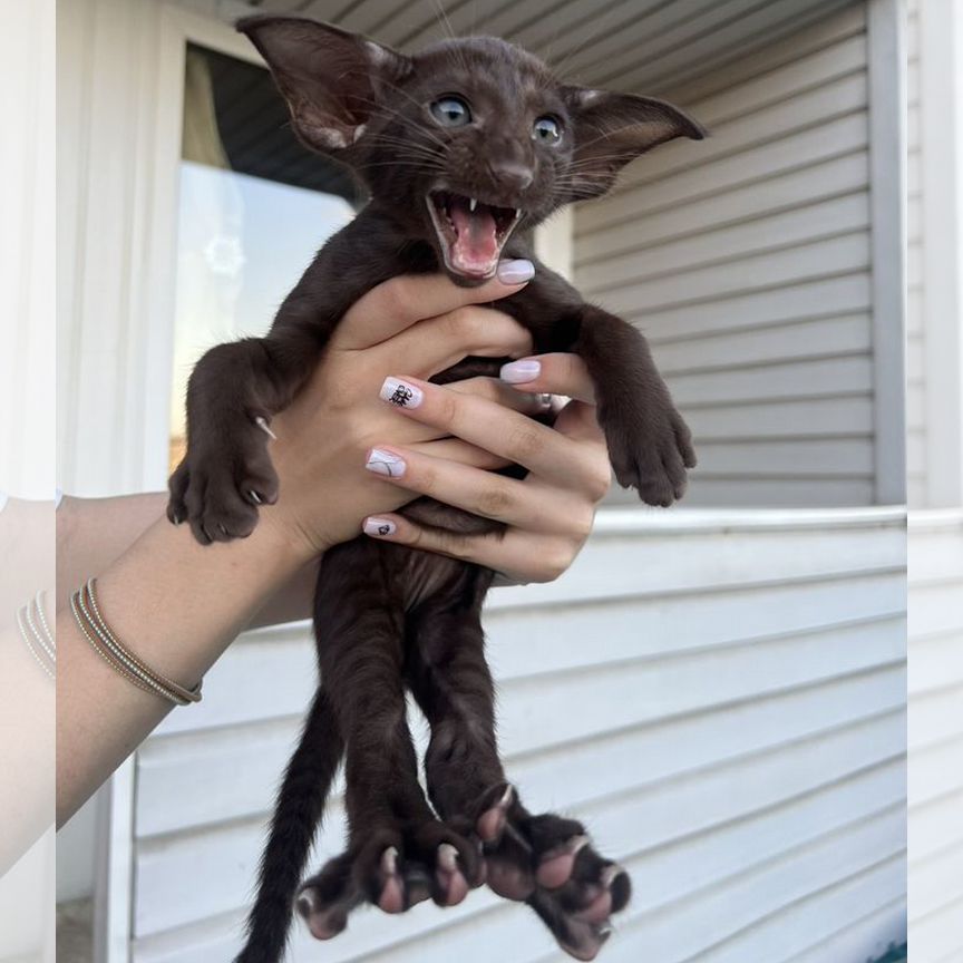 Ориентальные котята