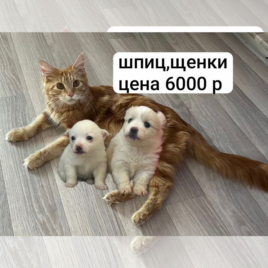 Щенок в добрые руки