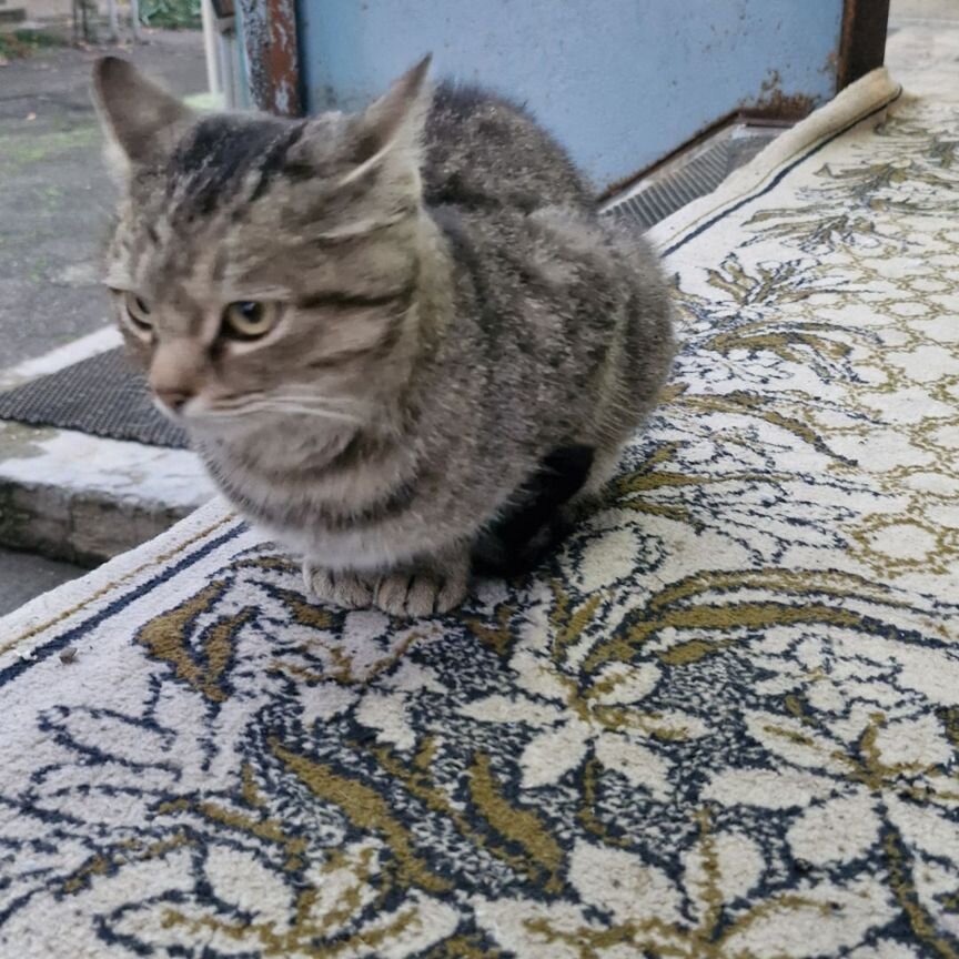 Кошка в добрые руки