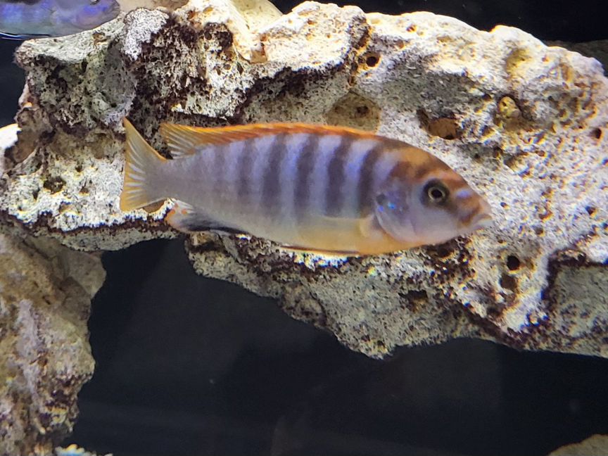 Хонги Кимпума ред