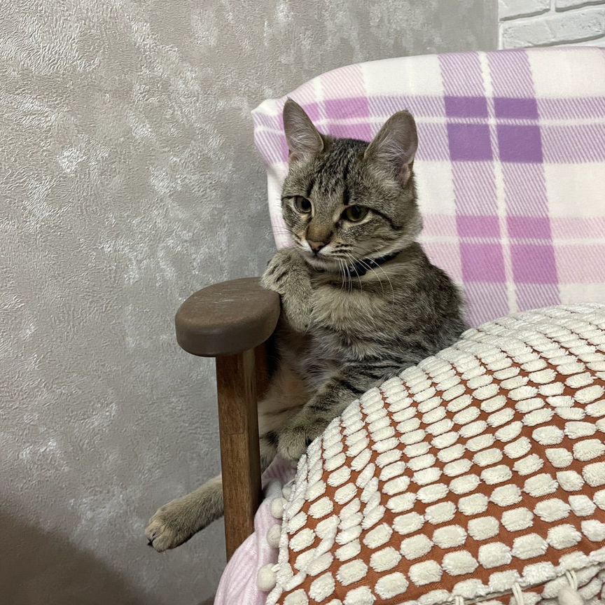 Котенок кошечка молодая ищет дом в добрые руки