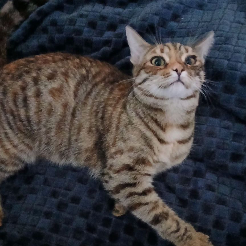 Котёнок Моля ищет семью