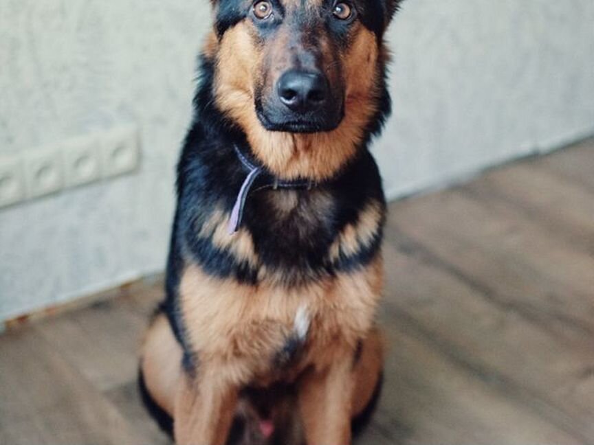 Отдам в добрые руки немецкую овчарку