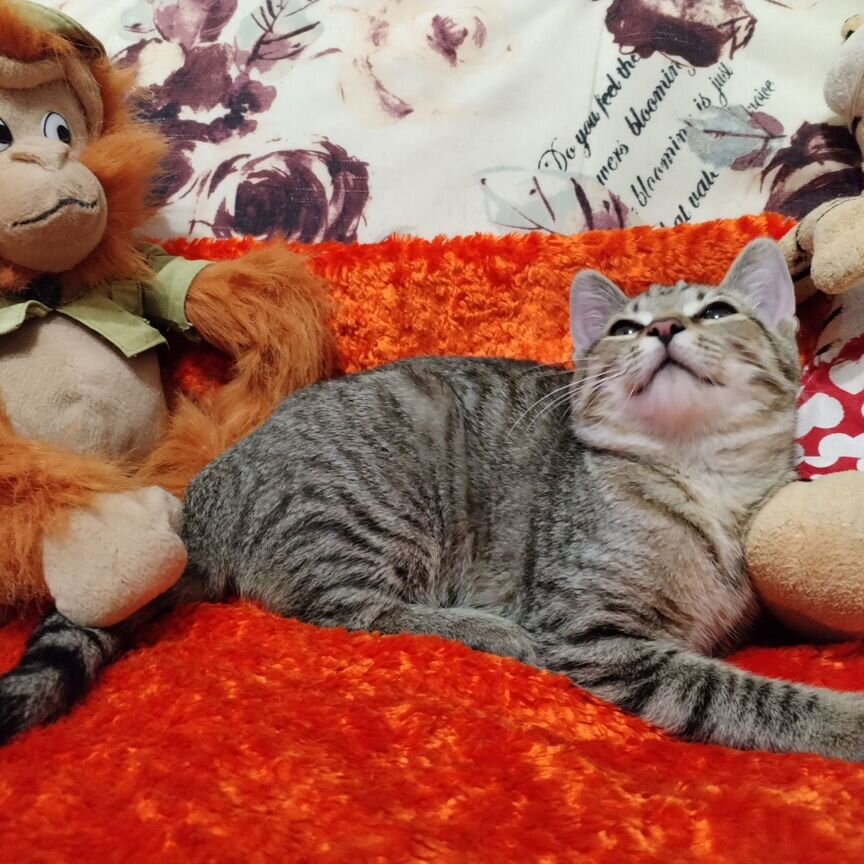Котята