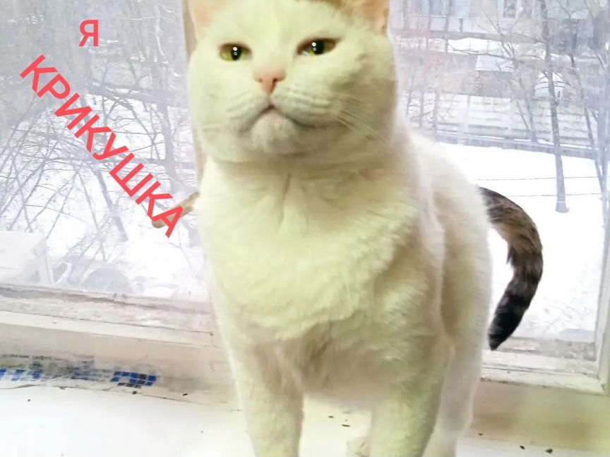 Ищу ответственных котомам-пап