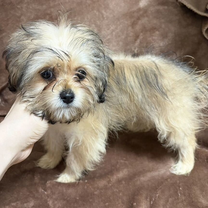 Мальтипу, щенок