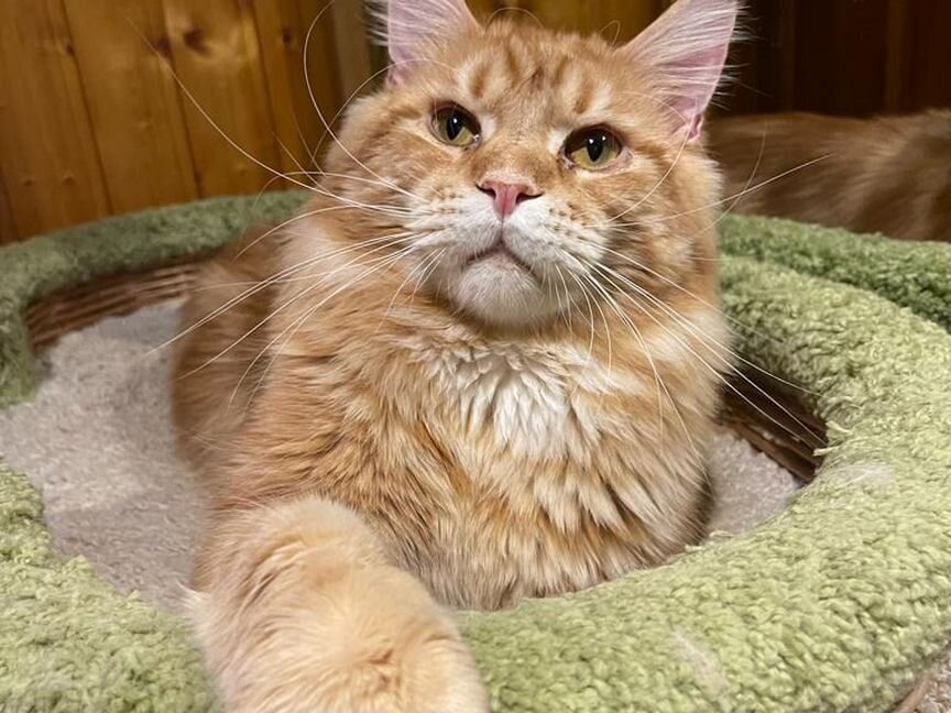 Мейн-кун кот 1 год для племенной работы