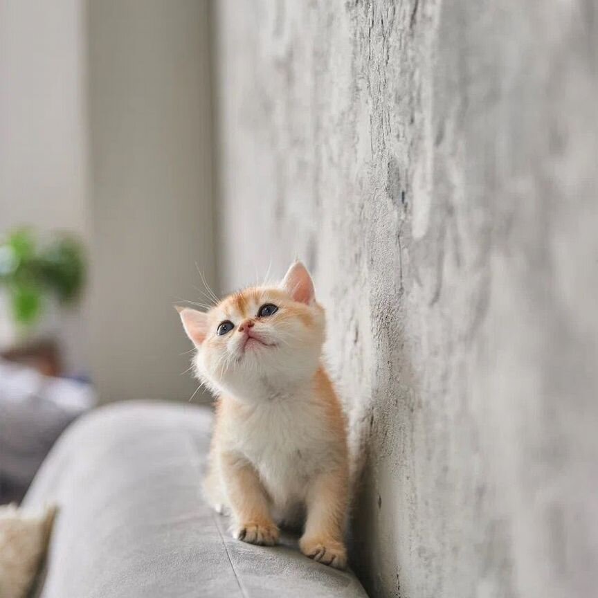 Мальчишка британской золотой шиншиллы