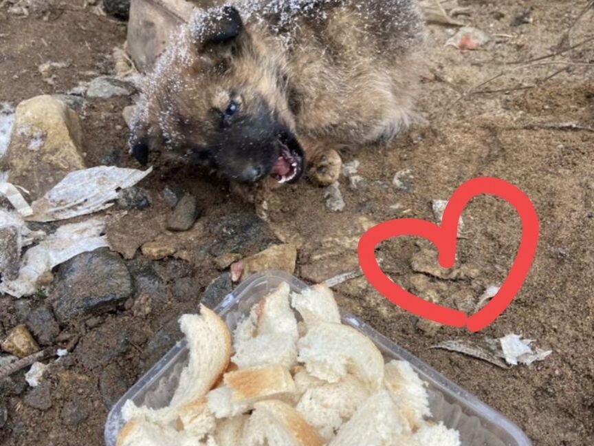 Щеночки в добрые руки