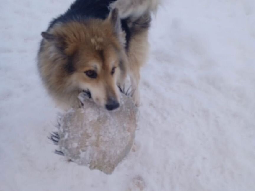 Бесплатно в дар