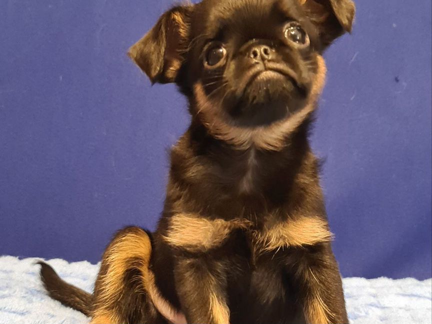 Красавчик Птишка