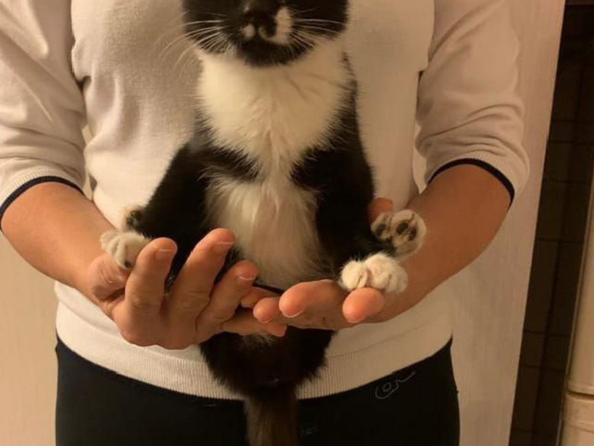 Котенок в добрую семью