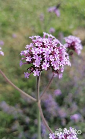 Вербена Бонарская "Verbena bonariensis" купить в Санкт-Петербурге ...