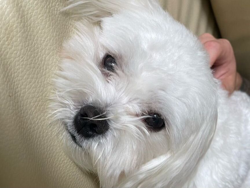 Случка собак