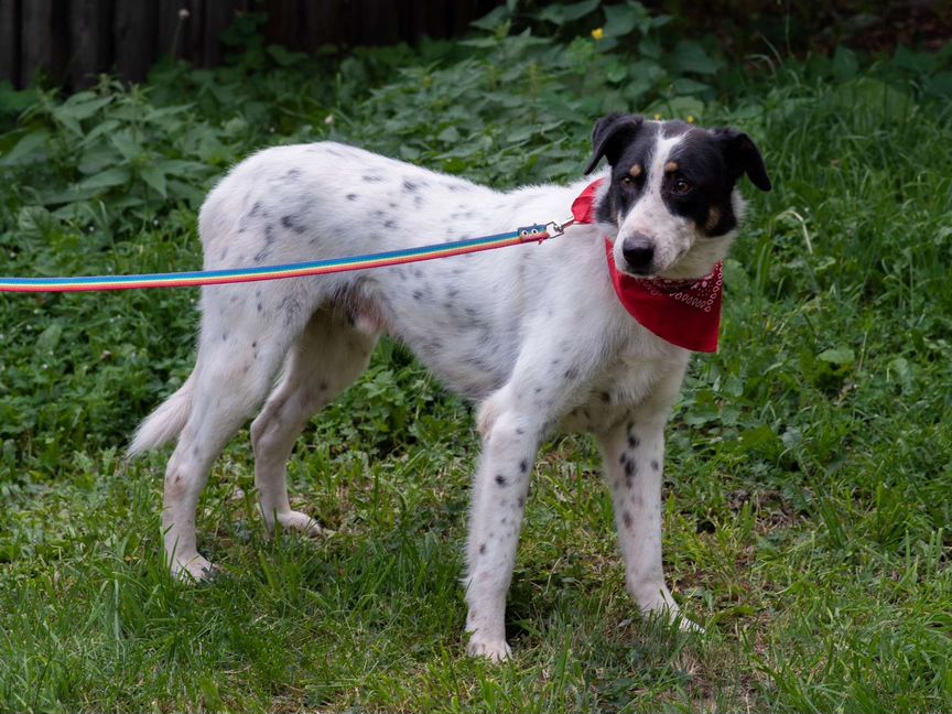 Интеллигентный Джек