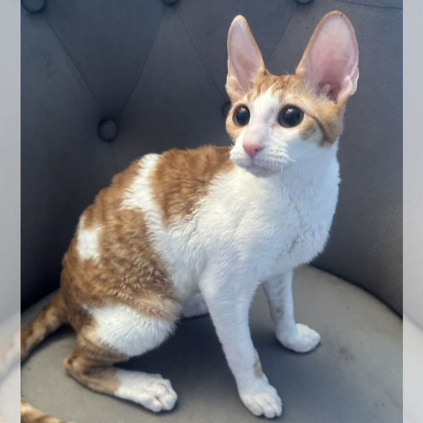 Корниш-рекс котёнок
