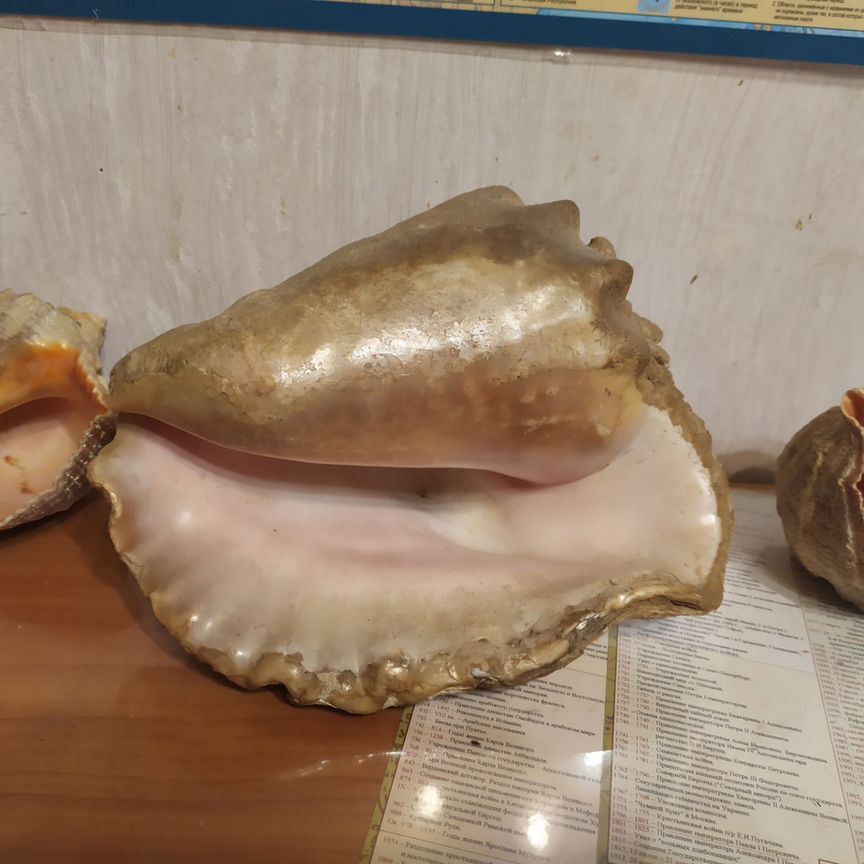 Ракушка морская большая