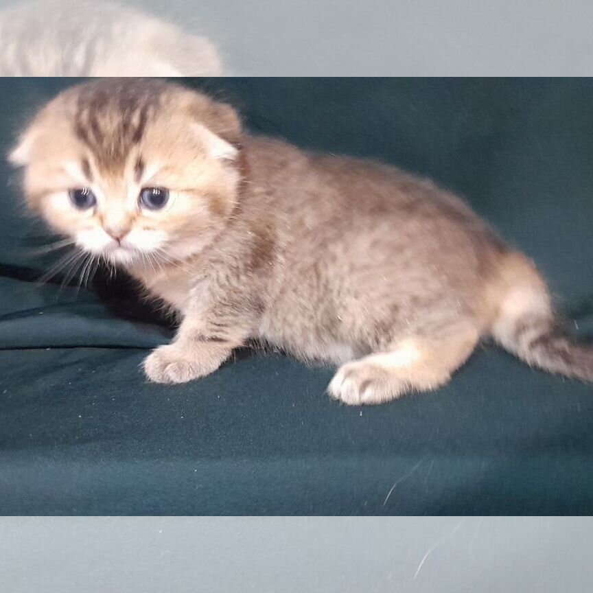 Шотландский вислоухий короткошёрстный котёнок