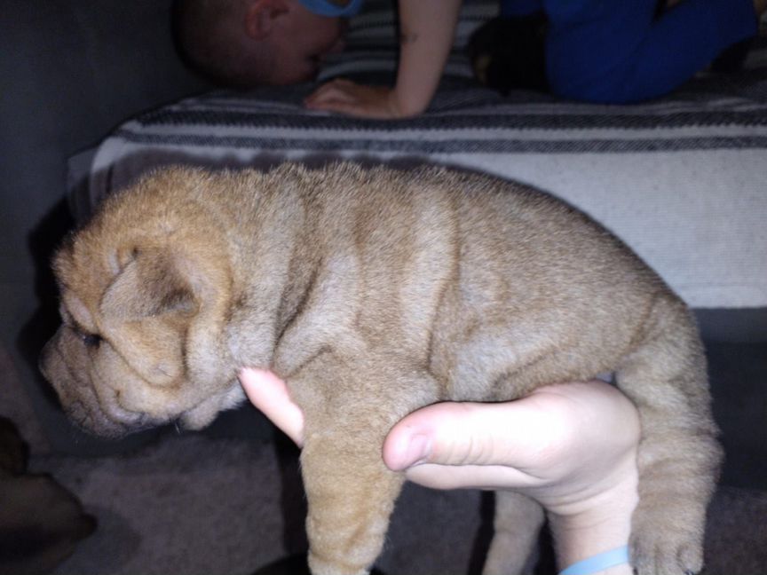 Щенки шарпея